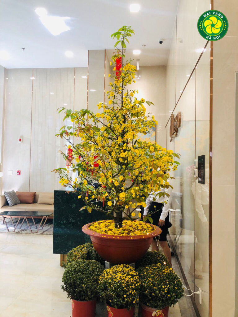 Cách chăm sóc mai vàng trong năm tại Mai Vàng Hà Nội – Mai Vàng Hà Nội ...